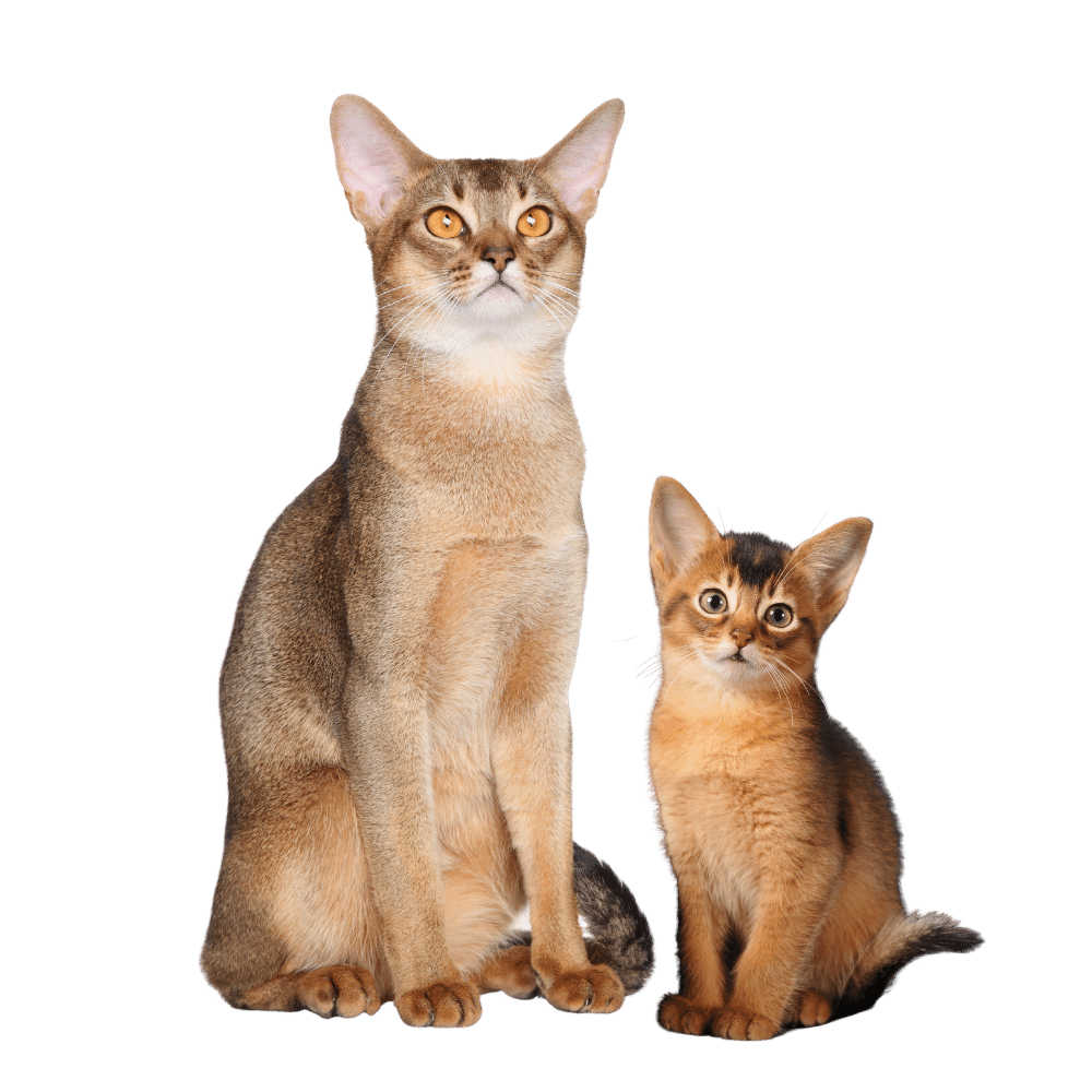 24 Popular Cat Breeds in Malaysia (With Photos)