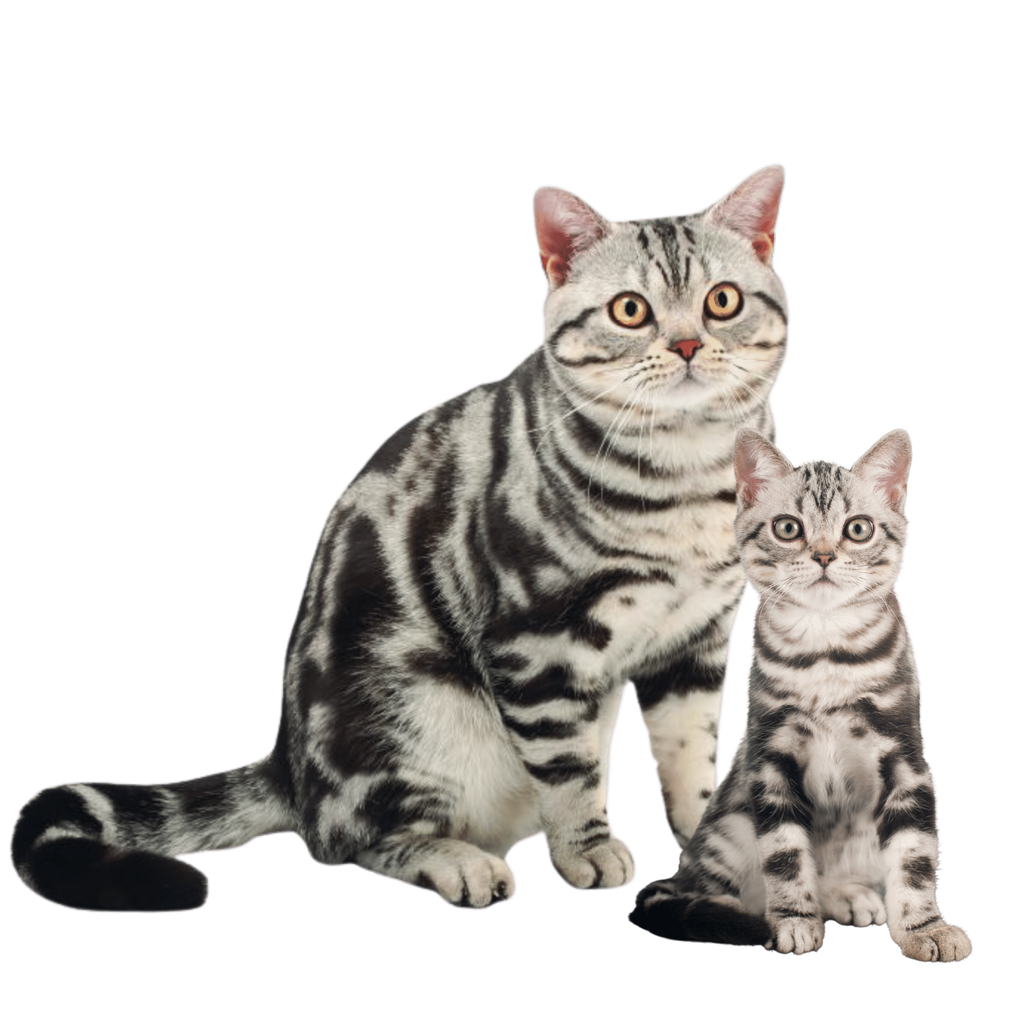 24 Baka Kucing Popular di Malaysia (Dengan Gambar)