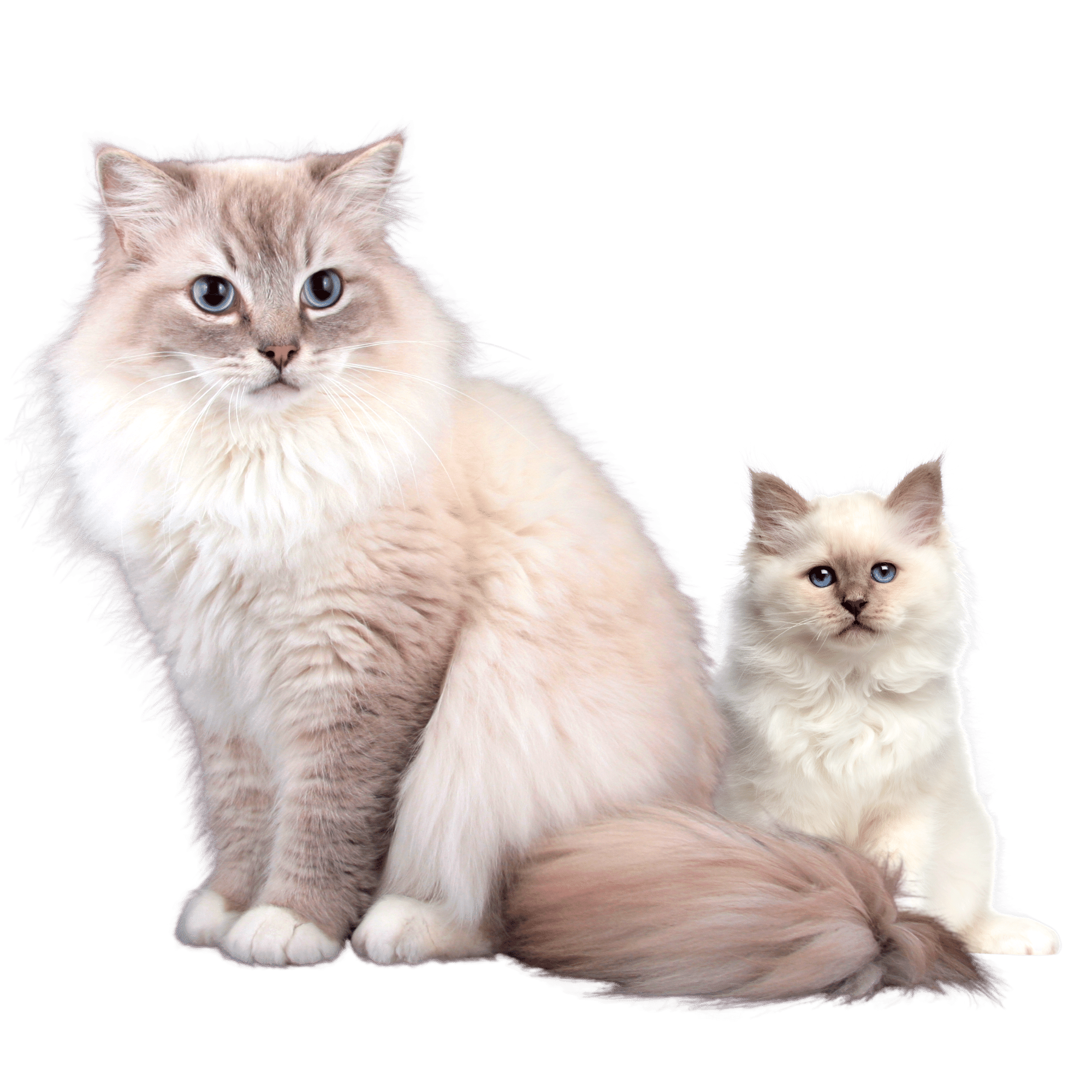 24 Baka Kucing Popular di Malaysia (Dengan Gambar)