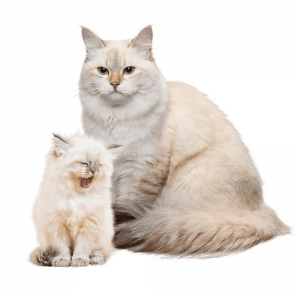 24 Popular Cat Breeds in Malaysia (With Photos)