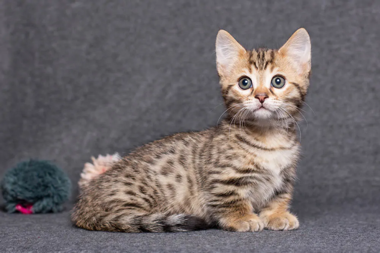 The Ultimate Munchkin Cat Guide in Malaysia