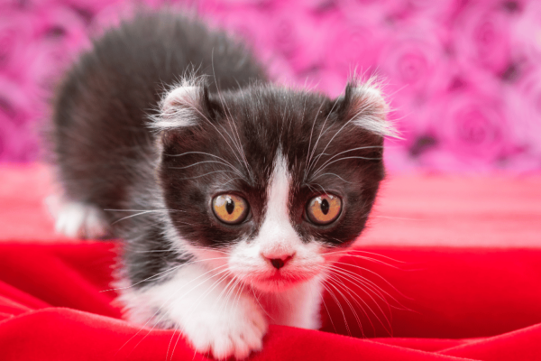 Panduan Kucing Munchkin Terbaik di Malaysia