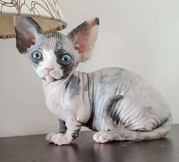 Panduan Kucing Munchkin Terbaik di Malaysia