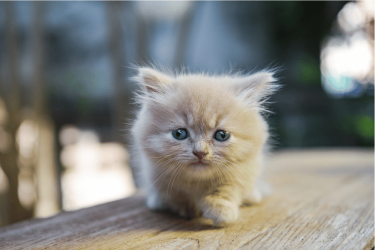 The Ultimate Munchkin Cat Guide in Malaysia