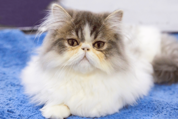 The Ultimate Persian Cat Guide in Malaysia