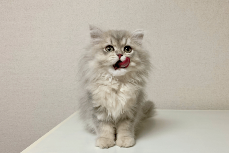The Ultimate Persian Cat Guide in Malaysia