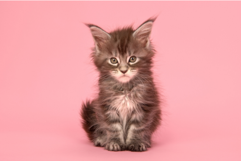 Panduan Kucing Baka Maine Coon di Malaysia