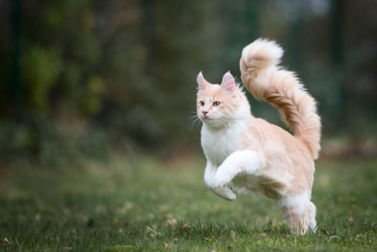 Panduan Kucing Baka Maine Coon di Malaysia