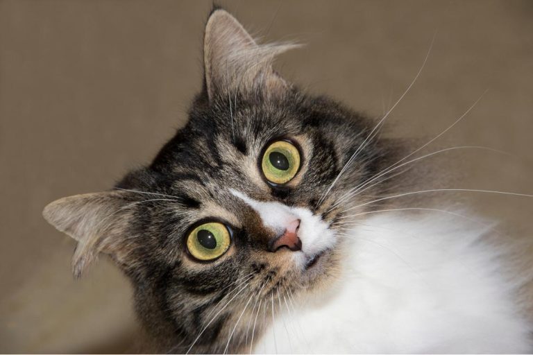 70 Fakta Menarik Tentang Kucing: Anda Mungkin Terkejut!